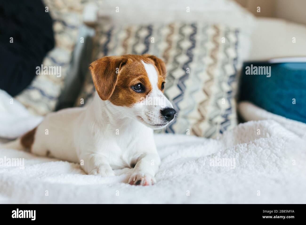 Adorable puppy Jack Russell Terrier laying on the white blanket ...