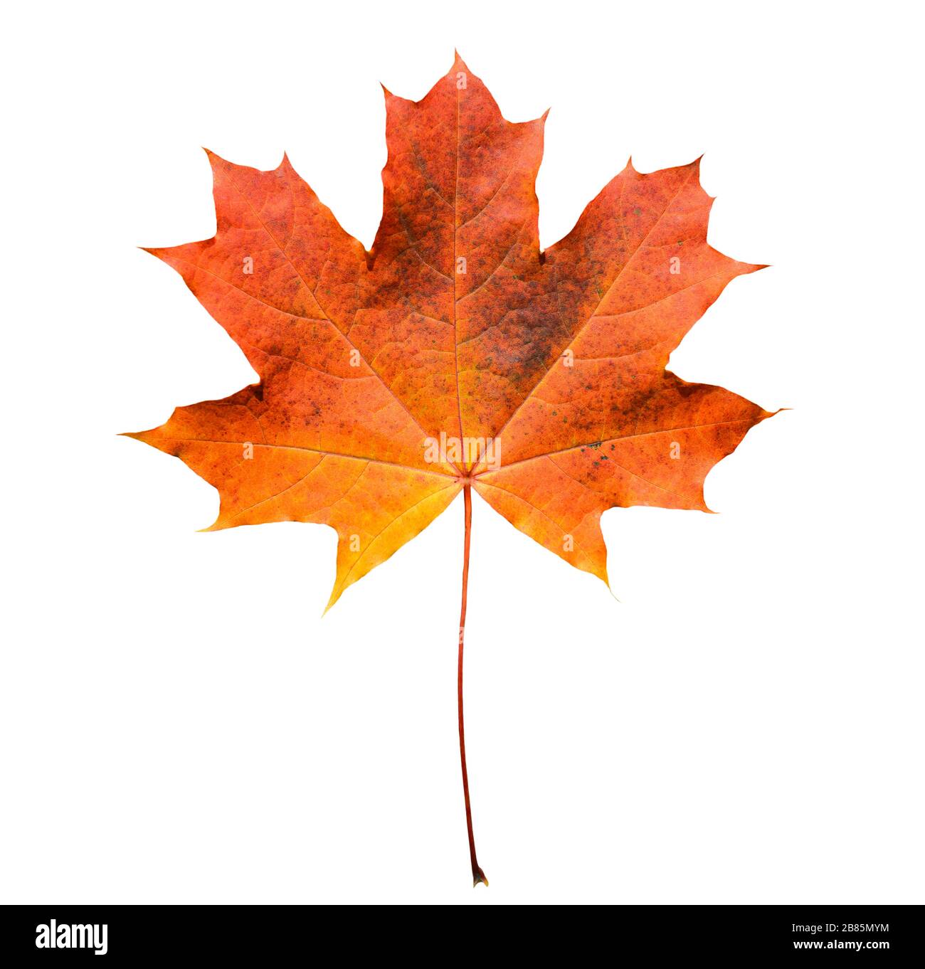 Golden orange and red maple leaf isolated white background. Beautiful ...