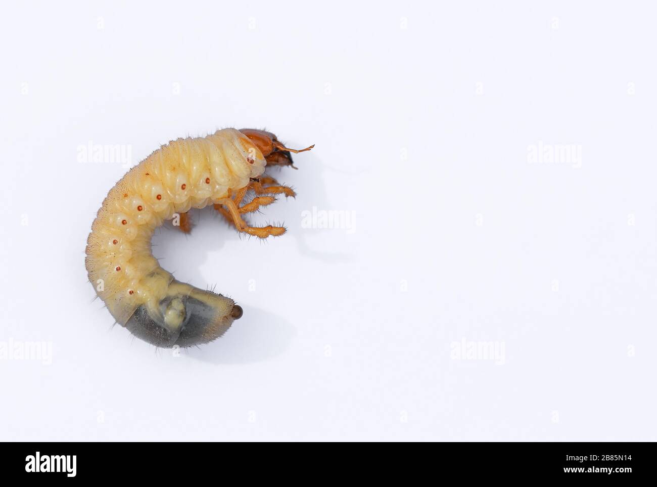 Beetle grub isolated on white background. Coconut rhinoceros beetle. Larva on white background ...