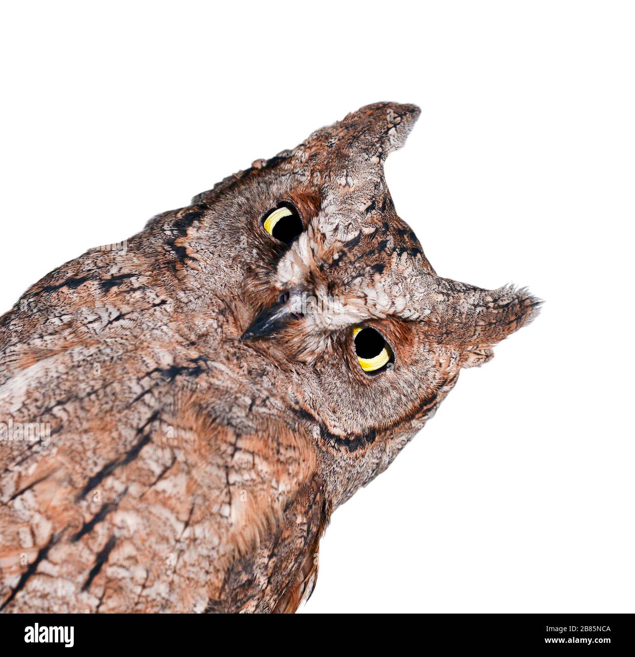 Scops owl isolated on white background. Funny scops owl close up. Scops ...