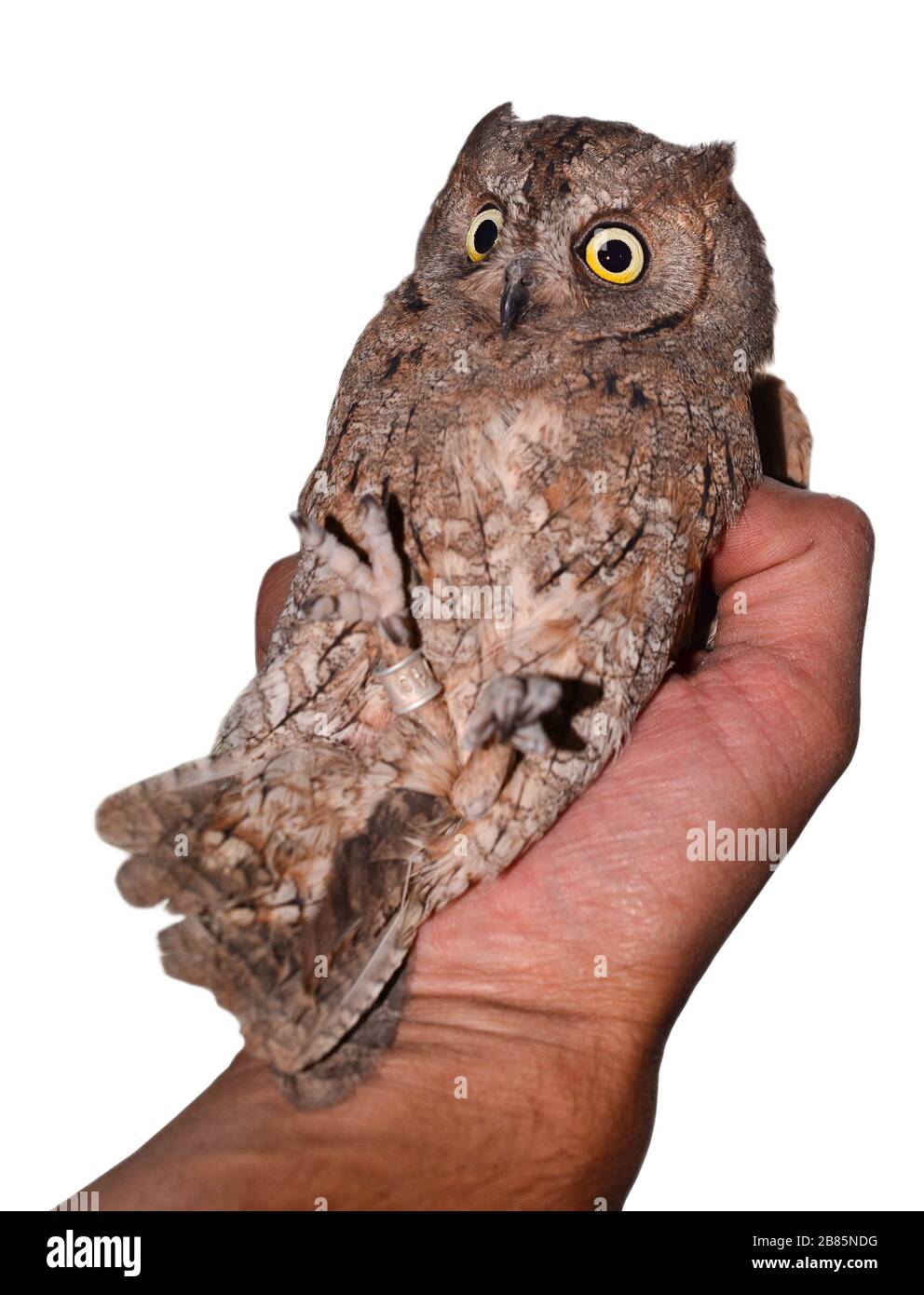 Scops owl held by his handler isolated on white. Scops owl close up ...