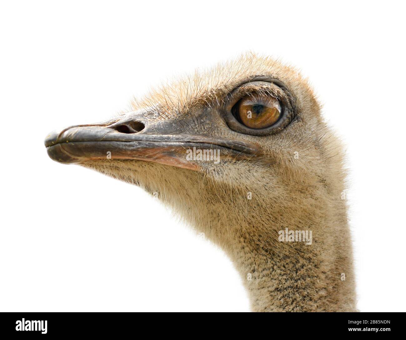 Ostrich isolated on white background. The head of an African ostrich ...