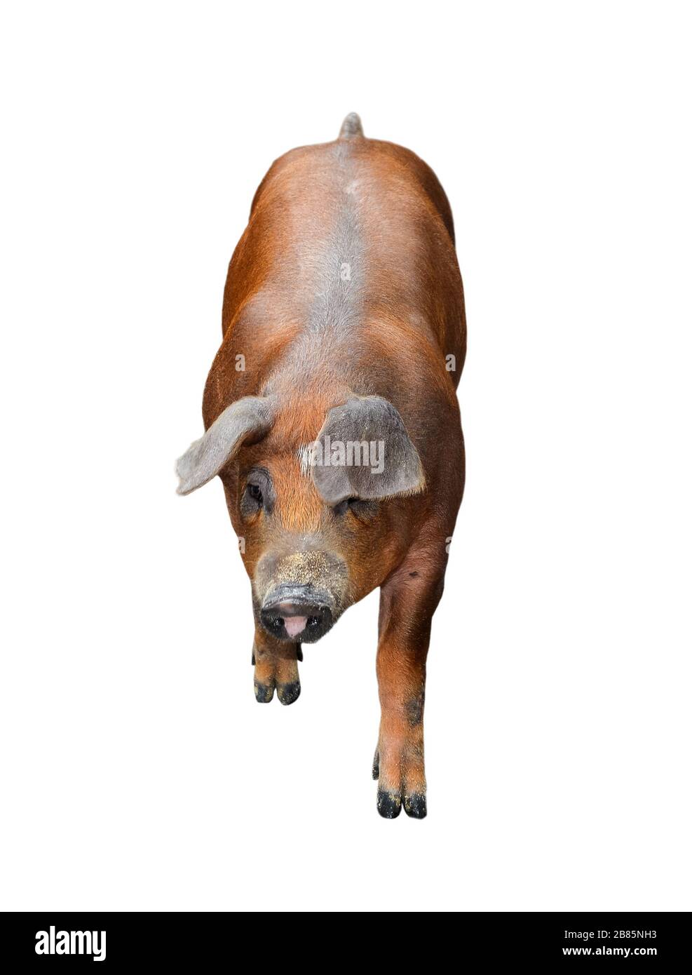 Pig Standing Upright