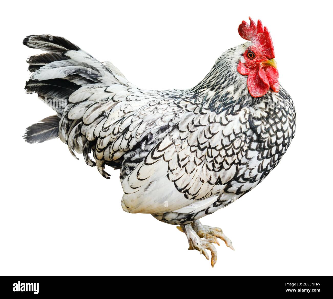 Big beautiful male rooster isolated on white background. Cock crowing ...