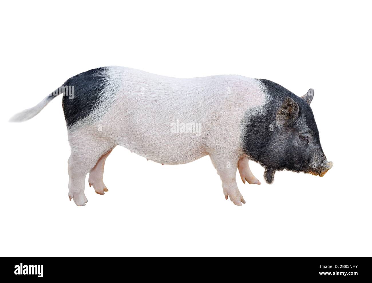 Funny spotted vietnamese piglet isolated on white. Pot-bellied young ...