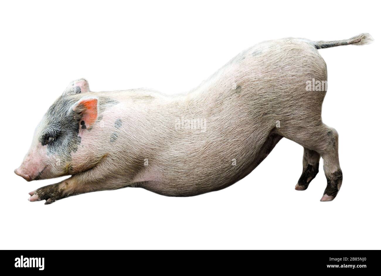 Funny spotted vietnamese piglet isolated on white. Pot-bellied young ...