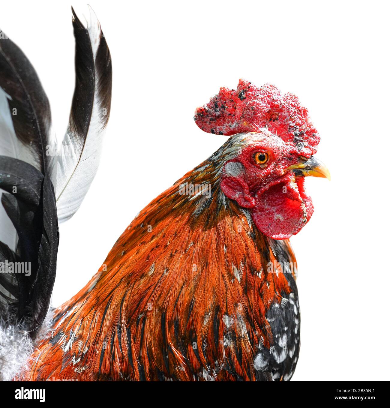 Rooster head close up. Big beautiful male rooster isolated on white ...