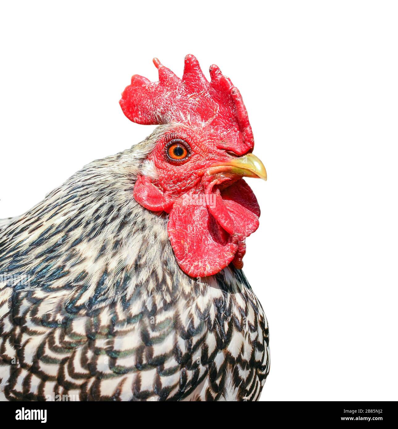 Rooster head close up. Big beautiful male rooster isolated on white ...