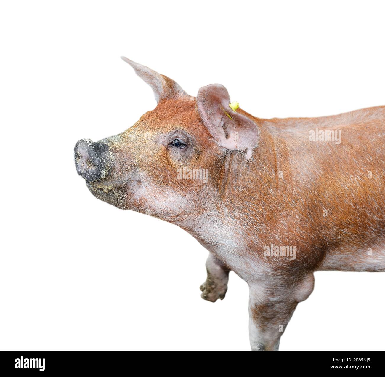 Fluffy pig hi-res stock photography and images - Alamy