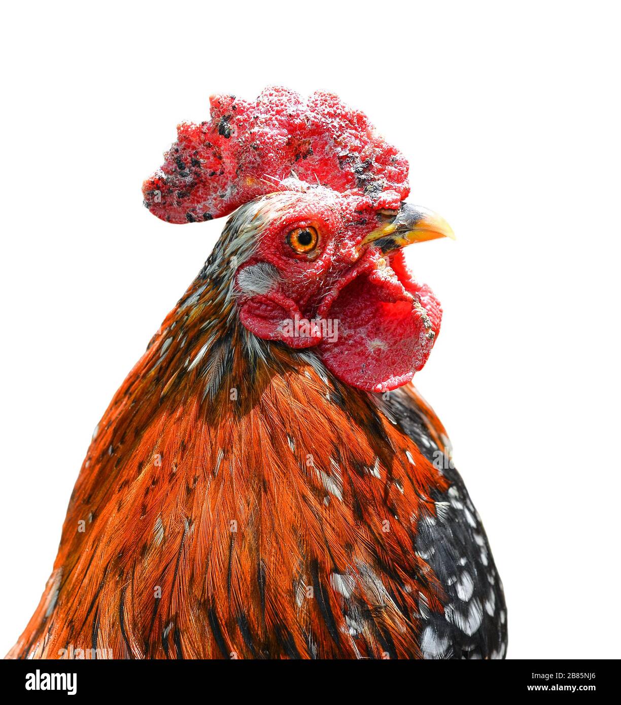 Rooster head close up. Big beautiful male rooster isolated on white ...