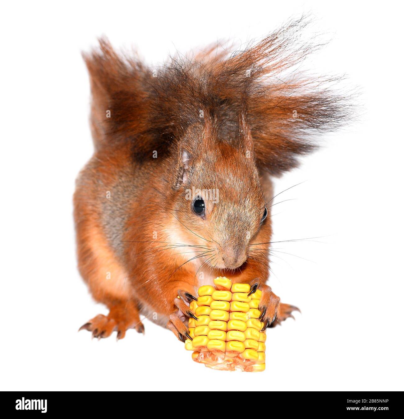 Squirrels Eating Food Funny