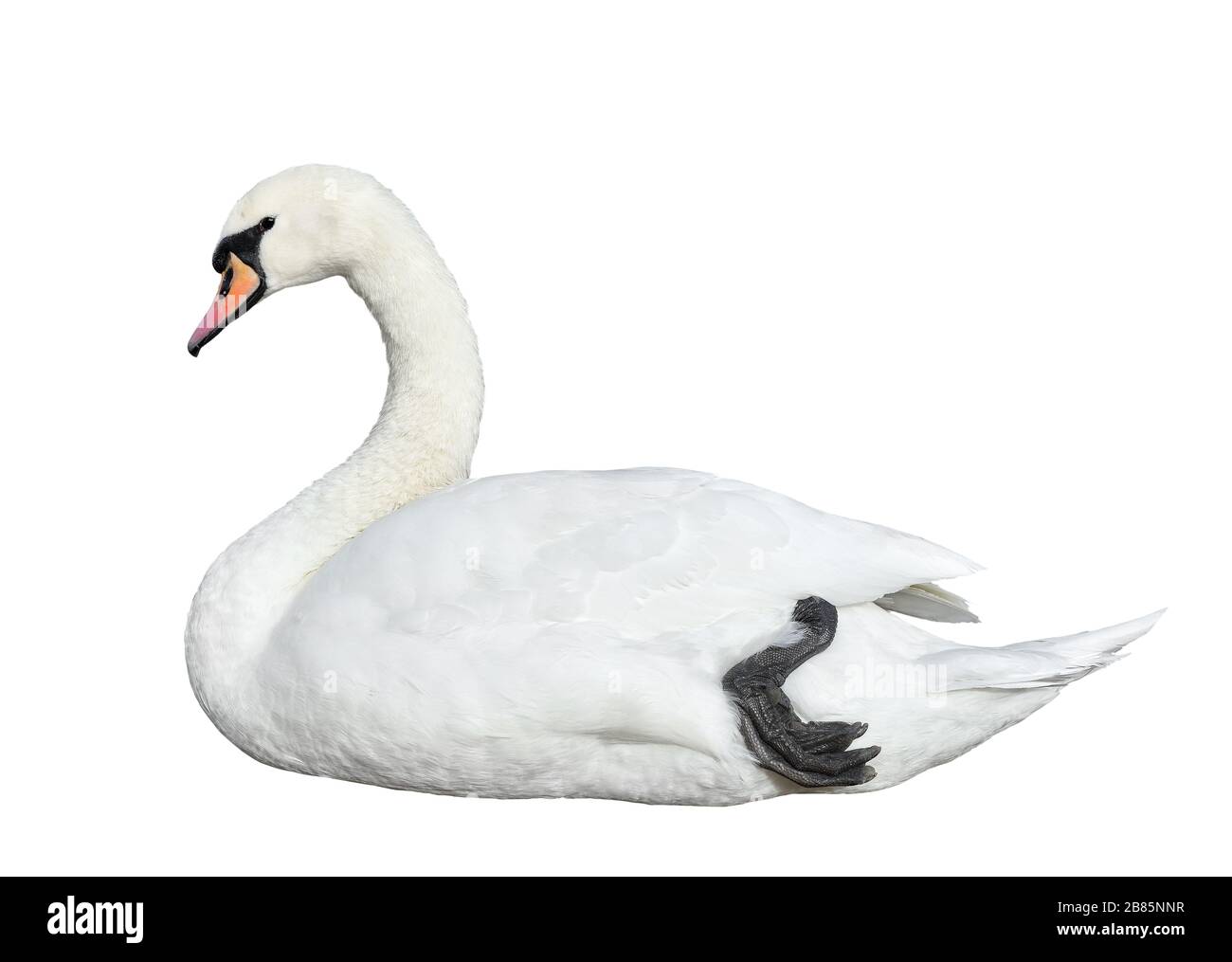 White swan full length isolated on white background. Swan close up ...