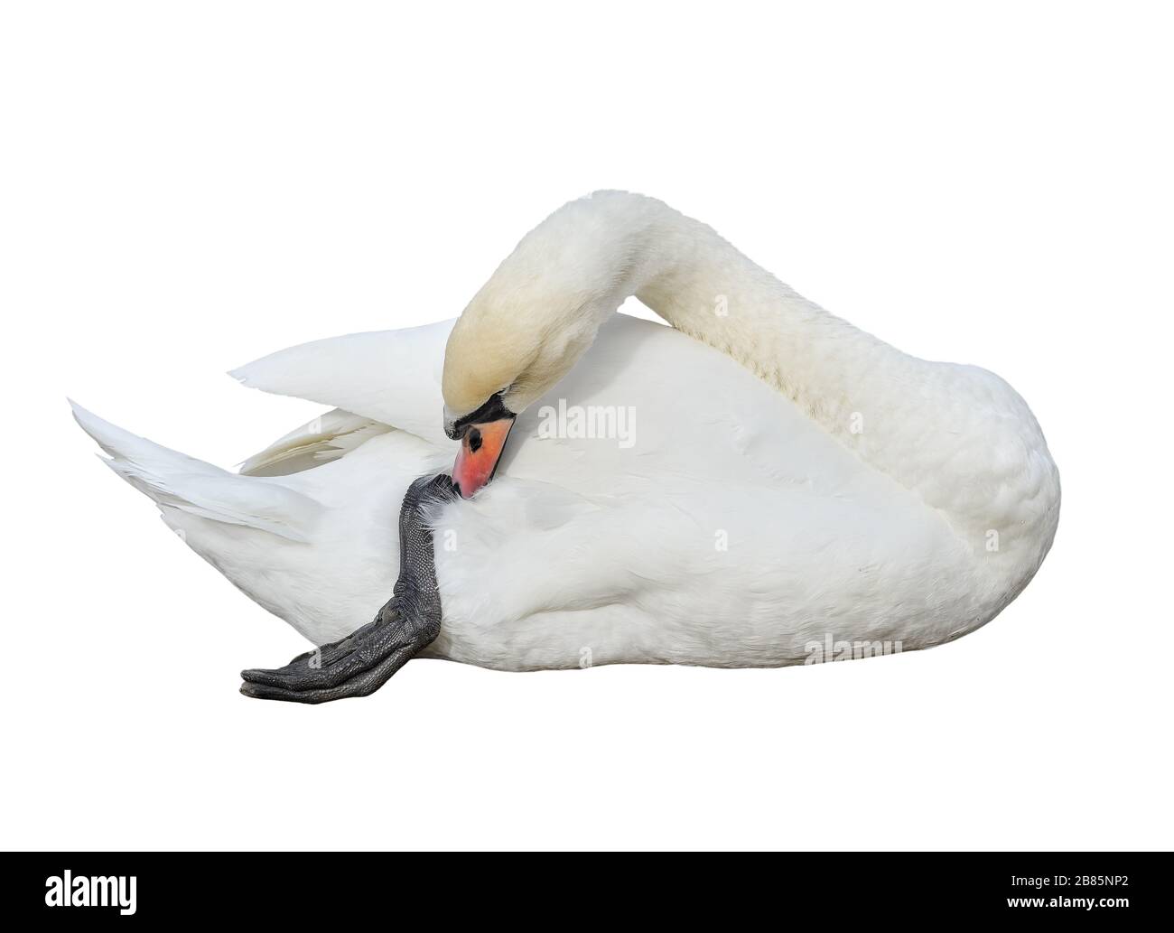 White swan bird full length isolated on white background. Swan is ...