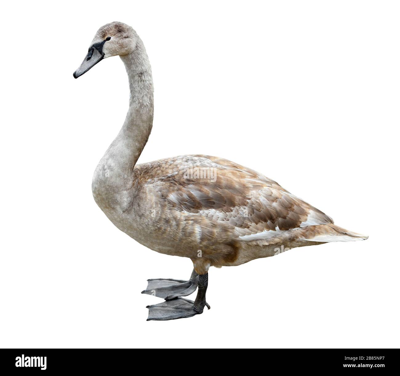 Big elegant grey swan isolated on white background. Swan full-length ...