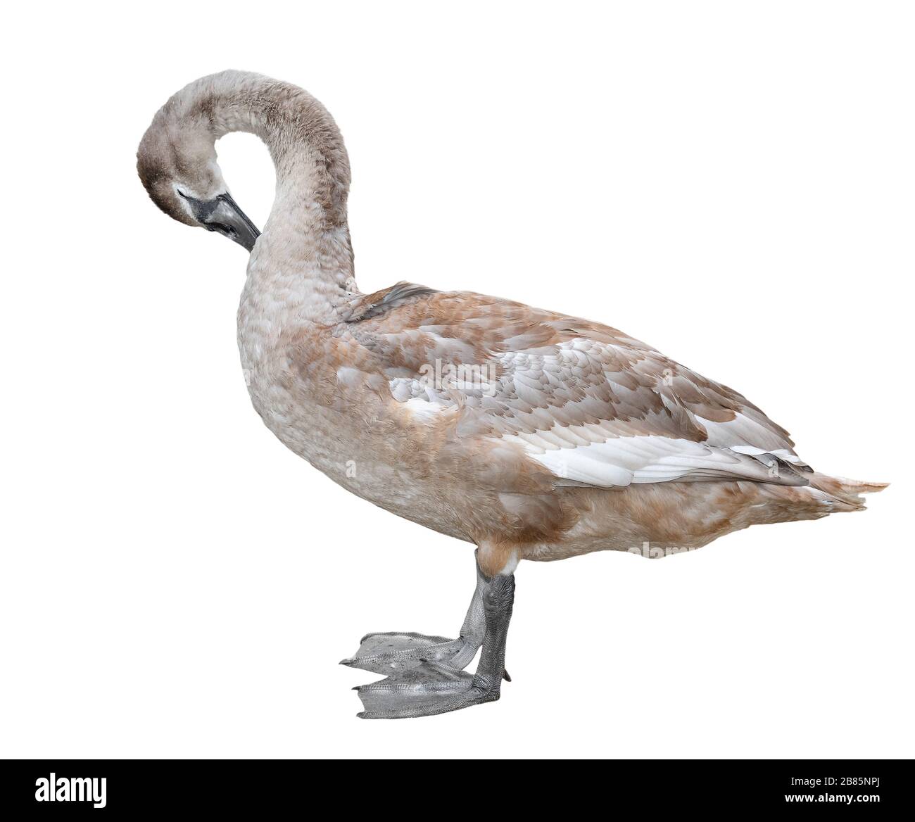 Big elegant grey swan isolated on white background. Swan full-length ...