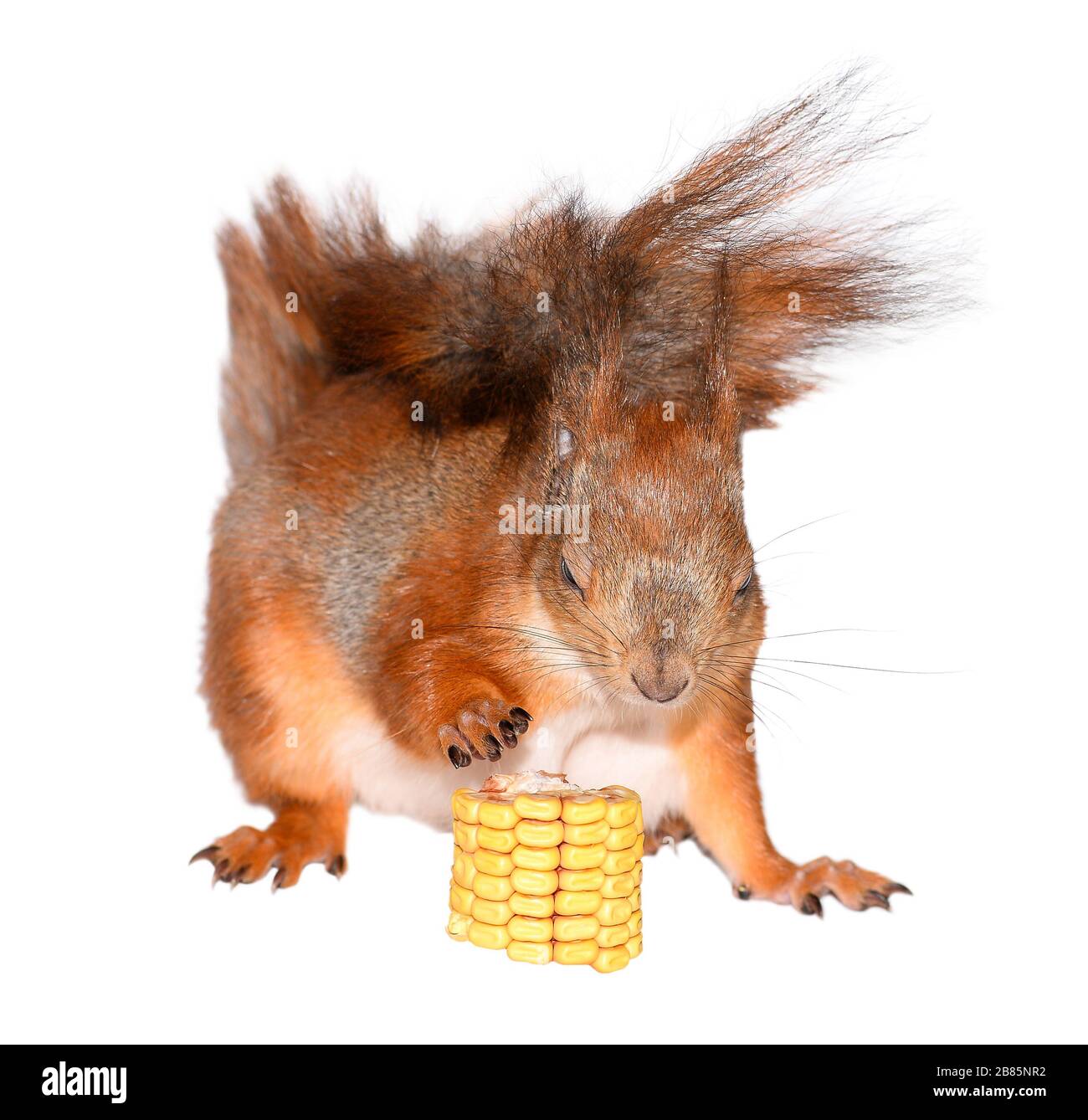 Squirrel eating corn isolated on white background. Beautiful funny ...
