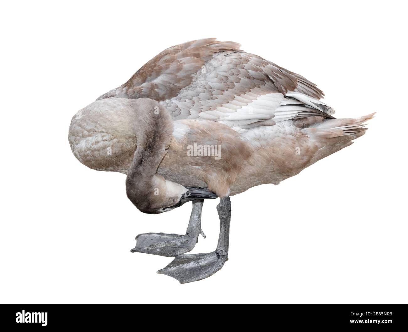 Big elegant grey swan cleans feathers isolated on white background ...