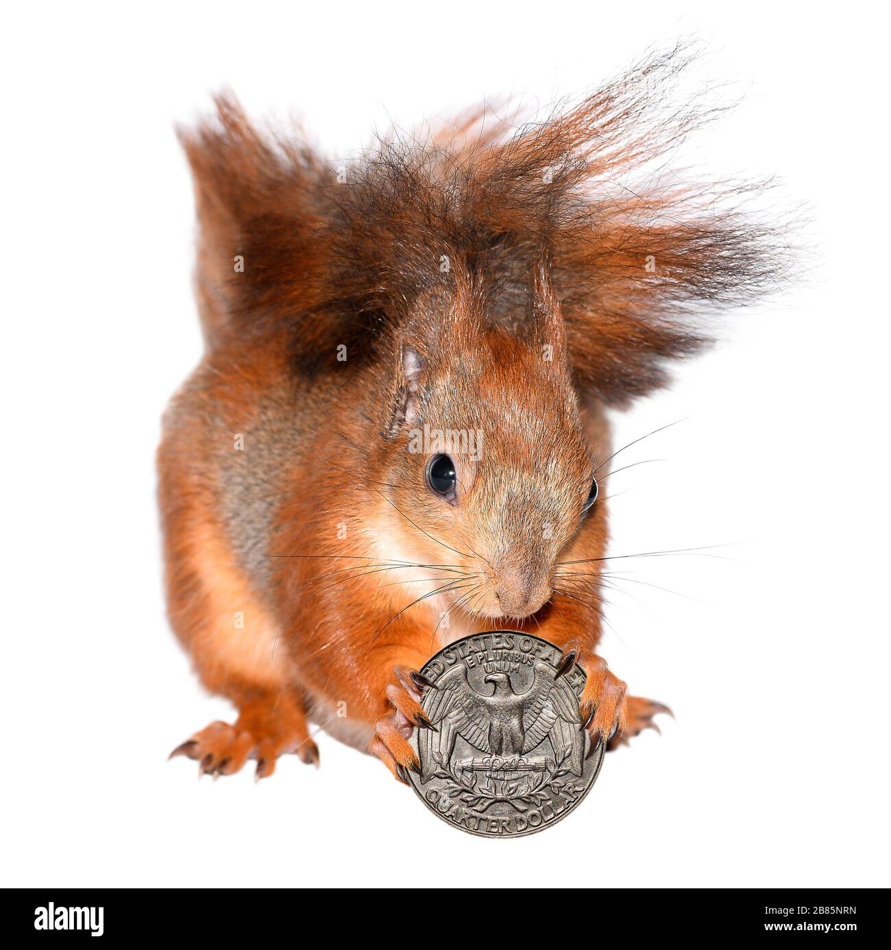 Squirrel with quarter coin isolated on white. Red squirrel and money ...