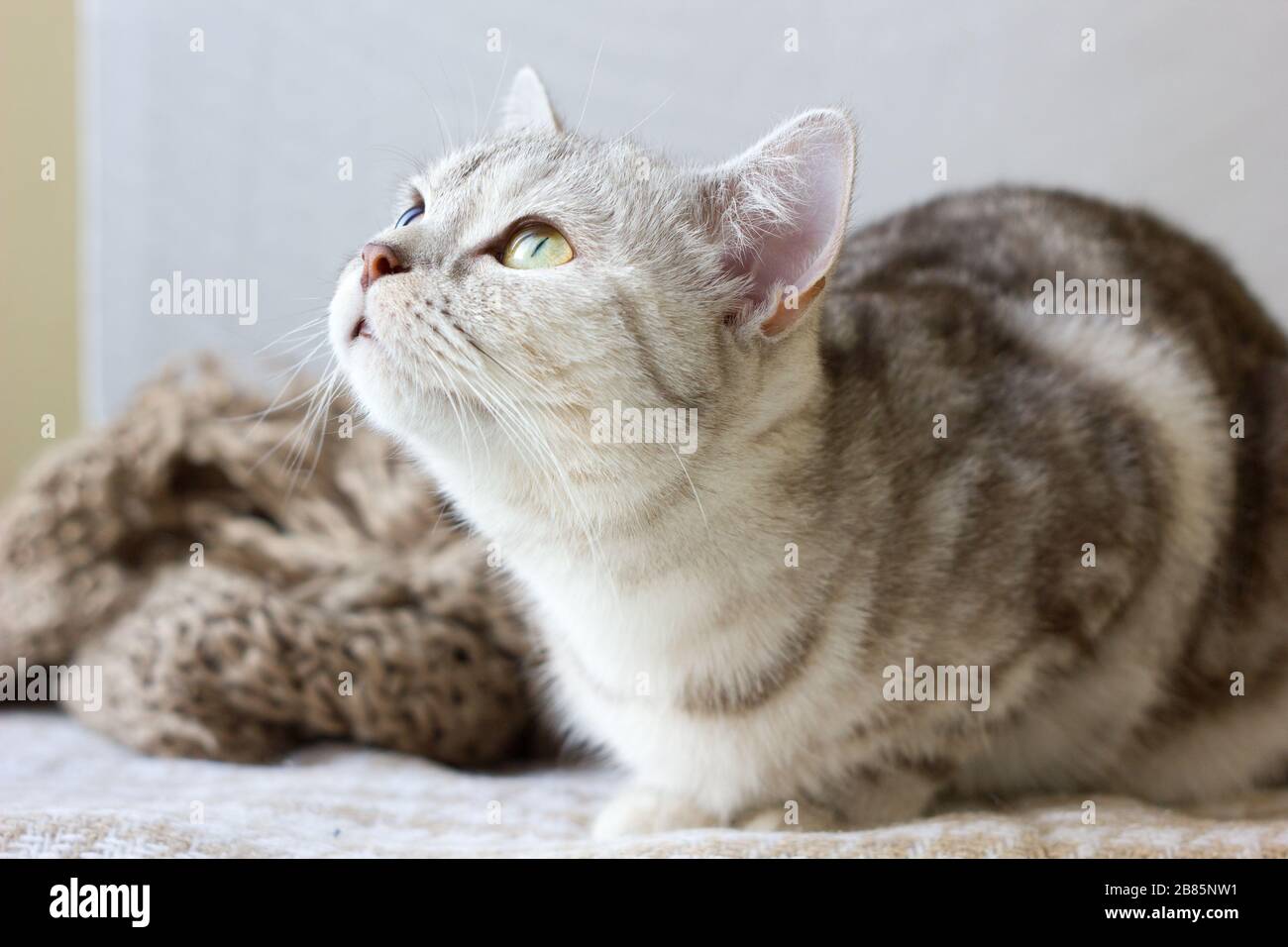 Portrait of britain cat over white background Stock Photo - Alamy