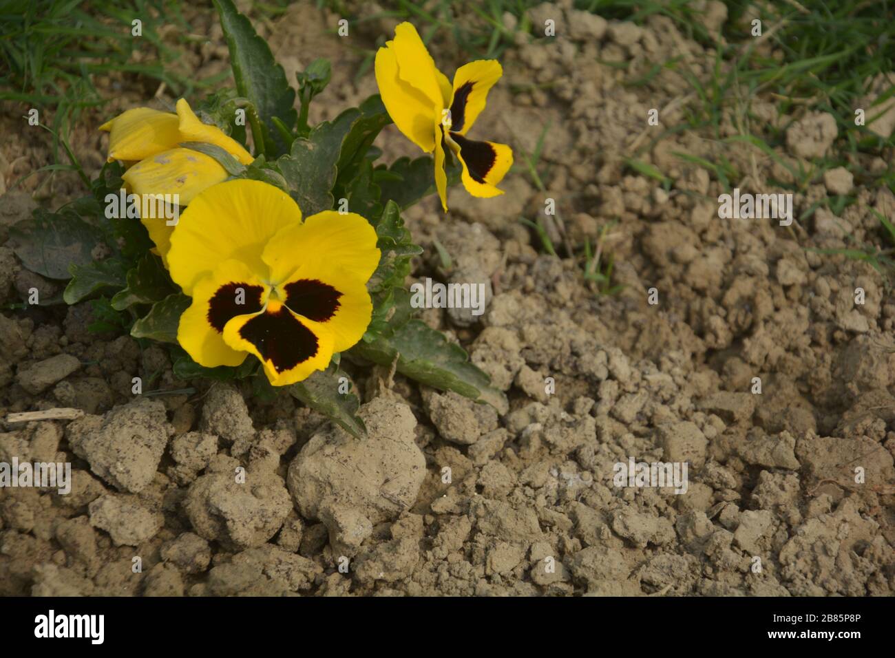 Close up of a Pansy butterfly flower also known as wild pansy ...