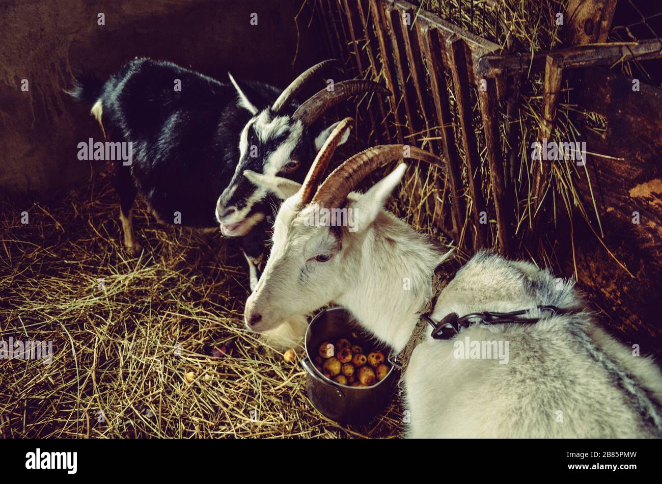 Goat in barn hi-res stock photography and images - Alamy