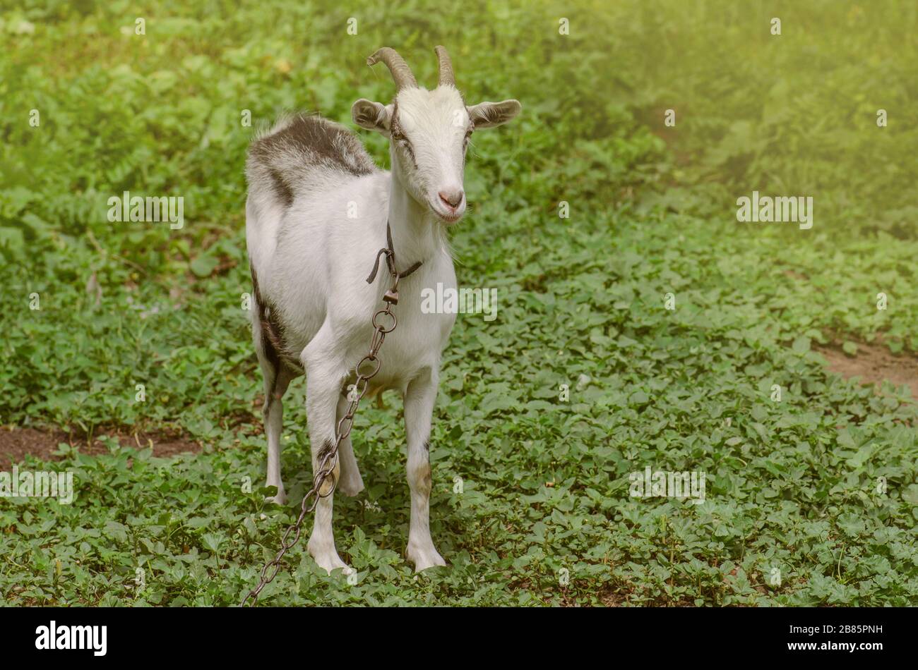 Young goat eating grass in the yard. White goat outdoor on yard ...