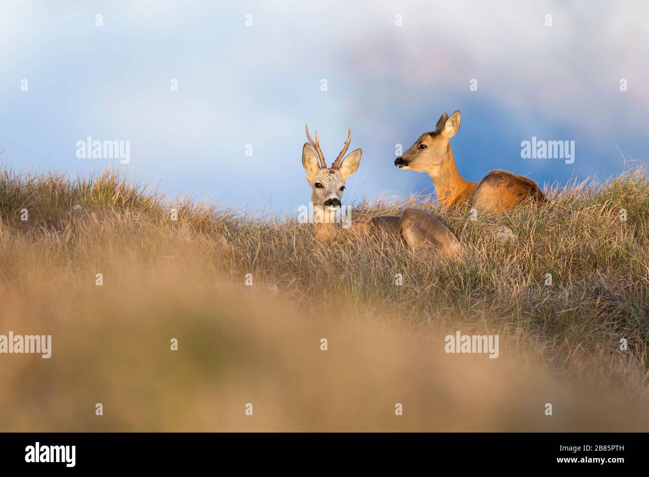 Capreolus capreolus cervidae hi-res stock photography and images - Alamy