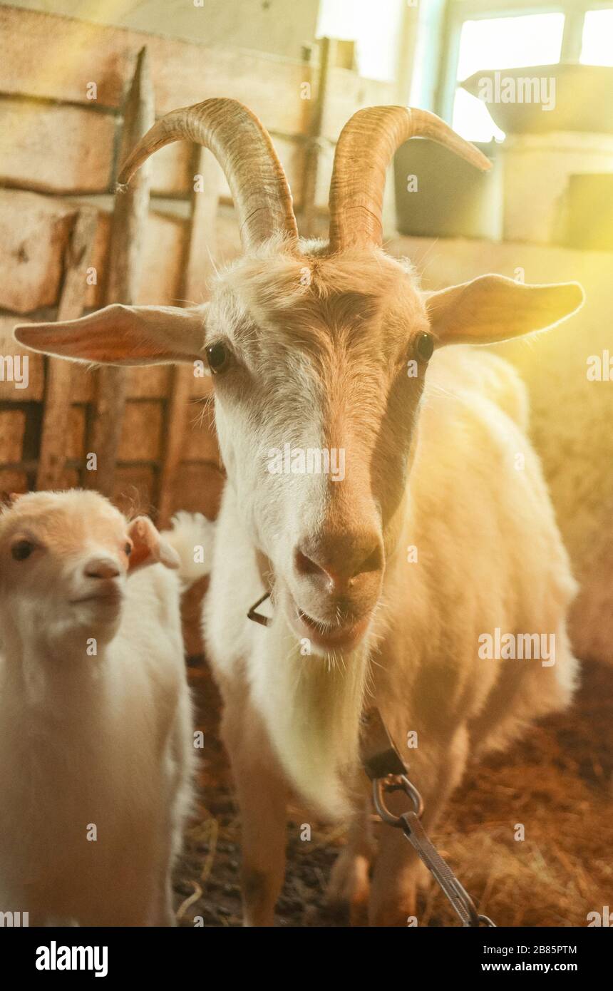 White goats in cote animal hi-res stock photography and images - Alamy