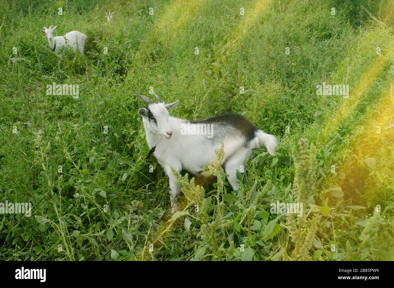 Juicy green grass and goats. Goat in a clearing with grass. Goat walks ...