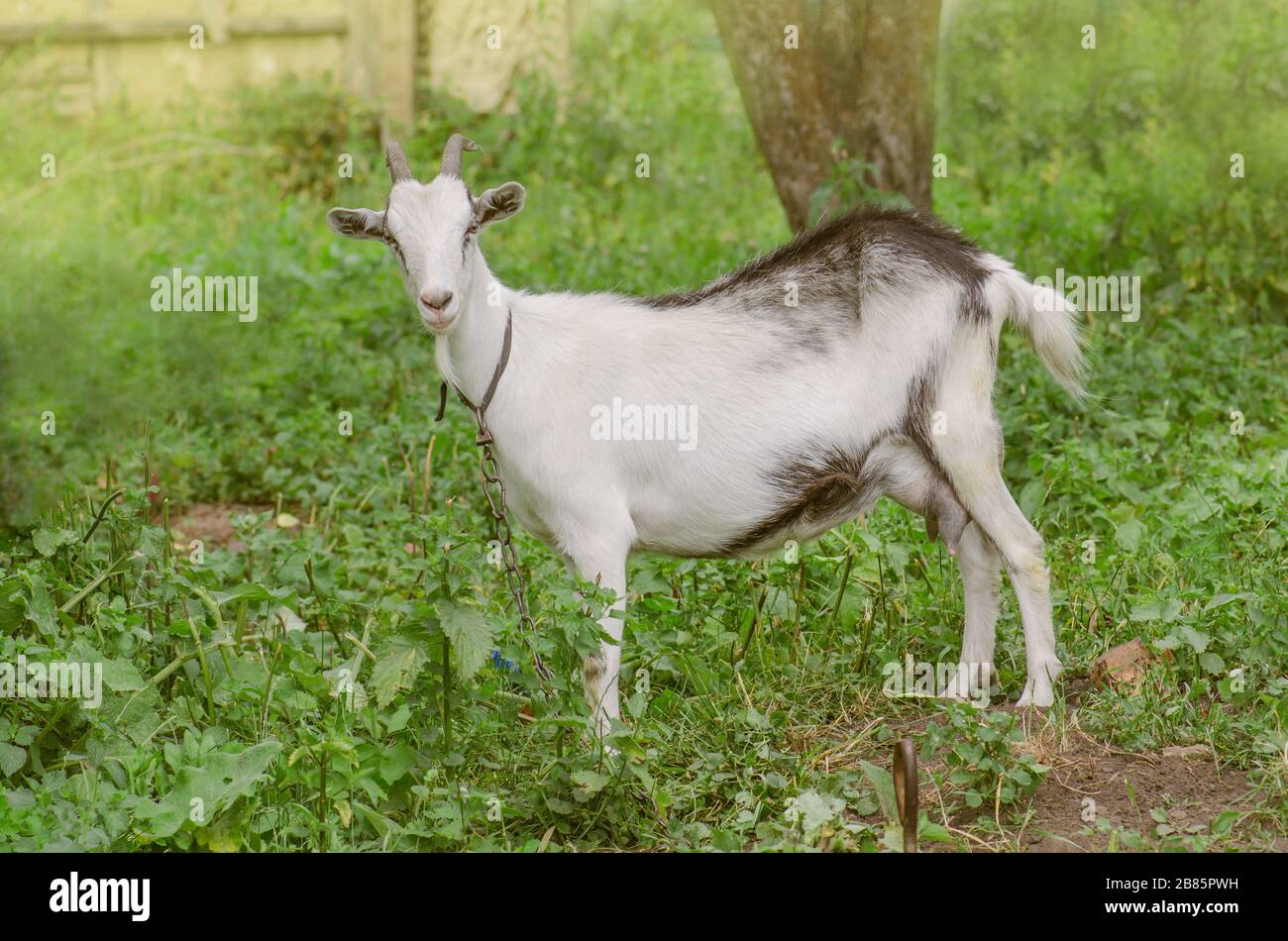 White goat sitting in tall grass. Goat grazing in the yard. Juicy green ...