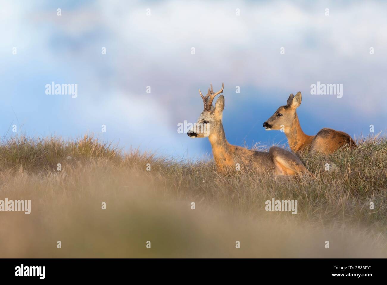 Capreolus capreolus cervidae hi-res stock photography and images - Alamy
