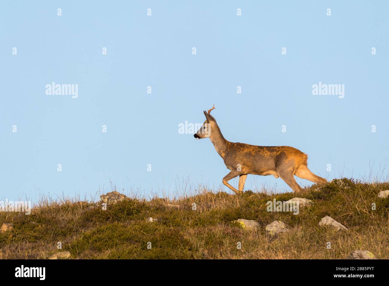 Capreolus capreolus cervidae hi-res stock photography and images - Alamy