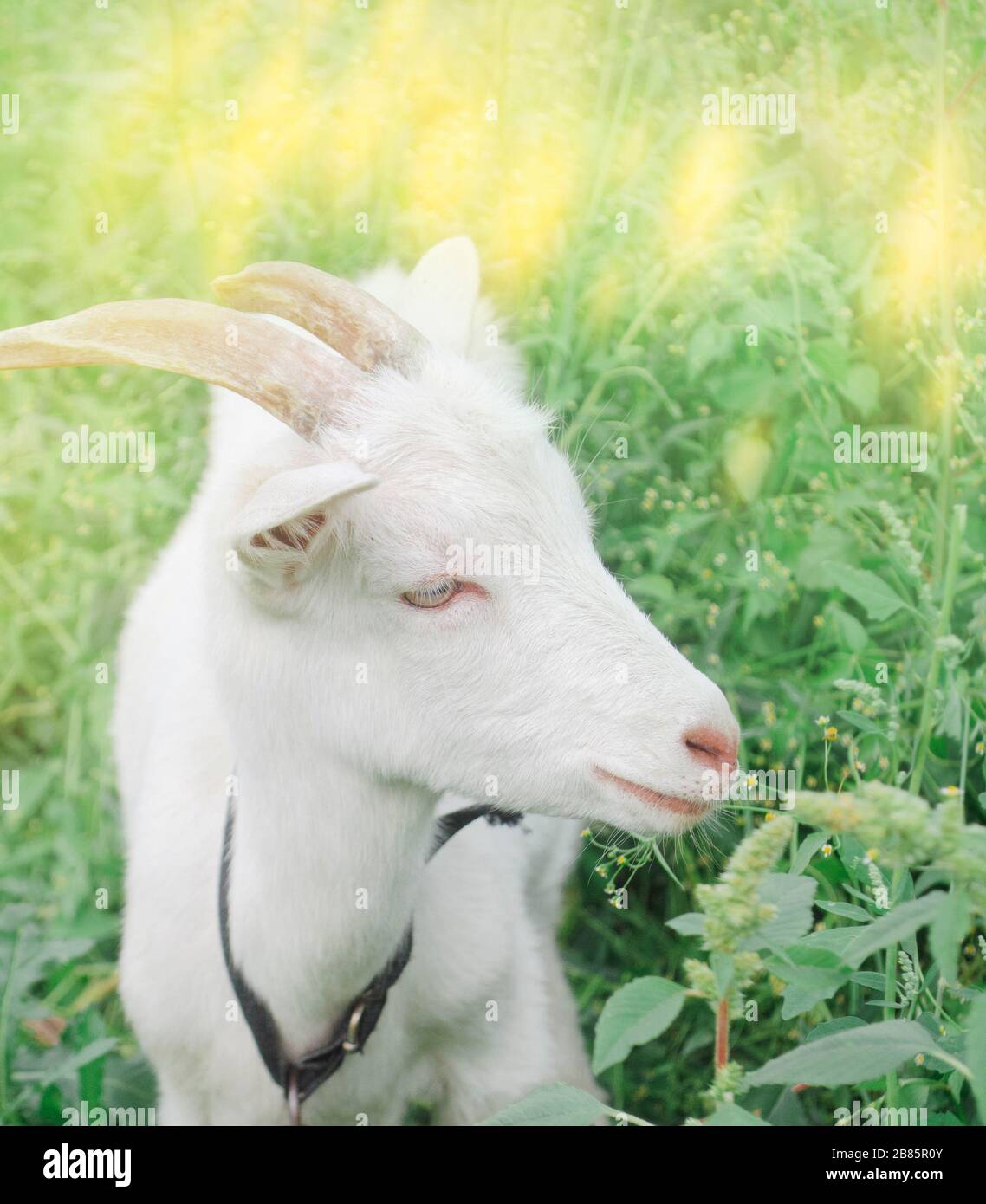 White goat kid. A baby white goat in the small farm. White goats in a ...