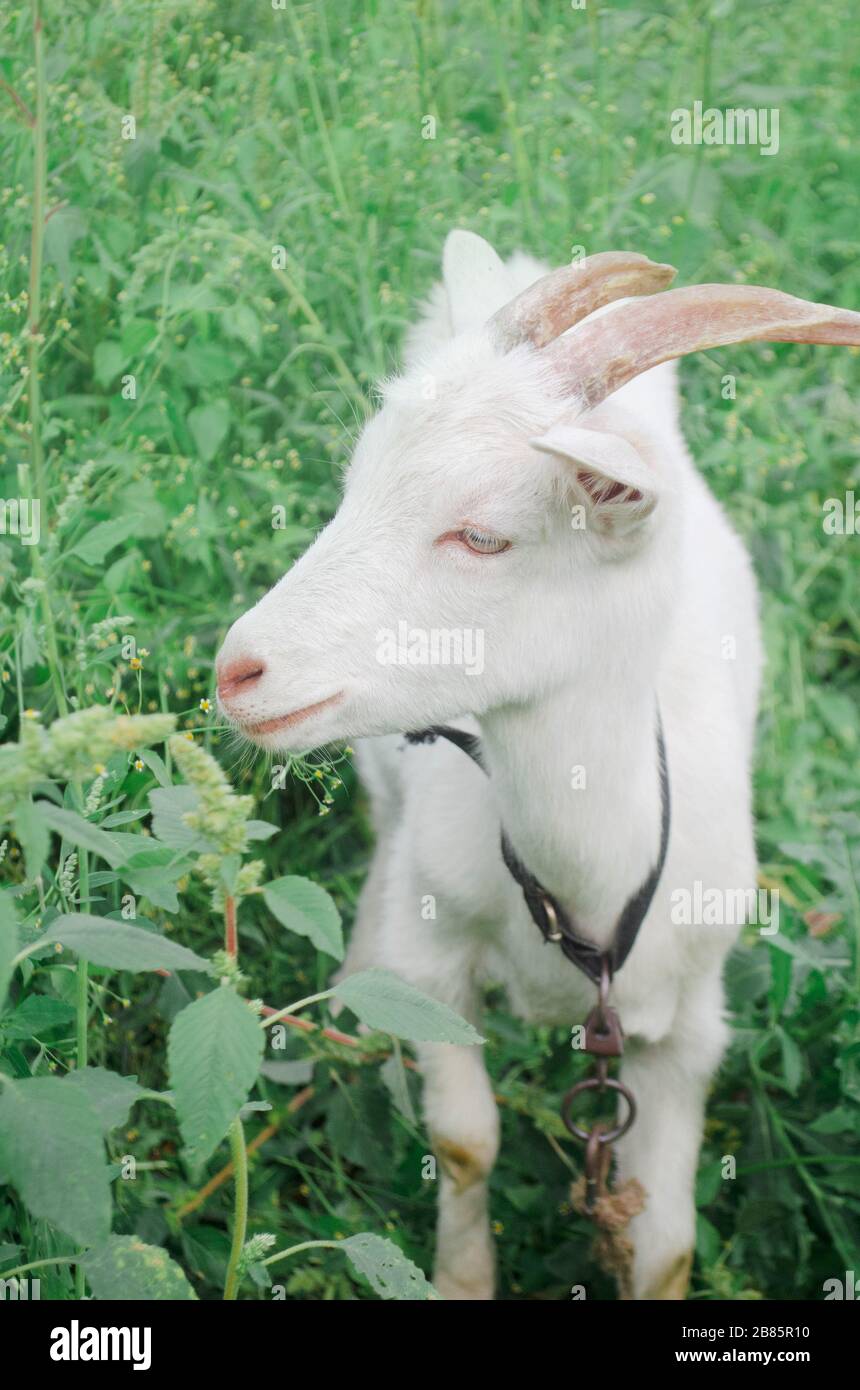 White goat kid. A baby white goat in the small farm. White goats in a ...