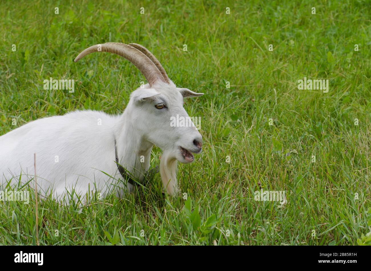White goat sitting in tall grass. Goat grazing in the yard. Juicy green ...