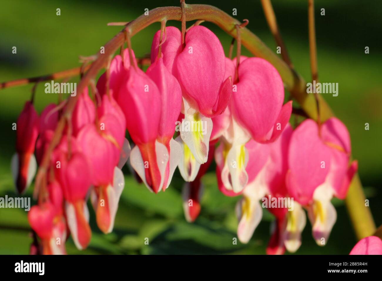 Lamprocapnos spectabilis hi-res stock photography and images - Alamy