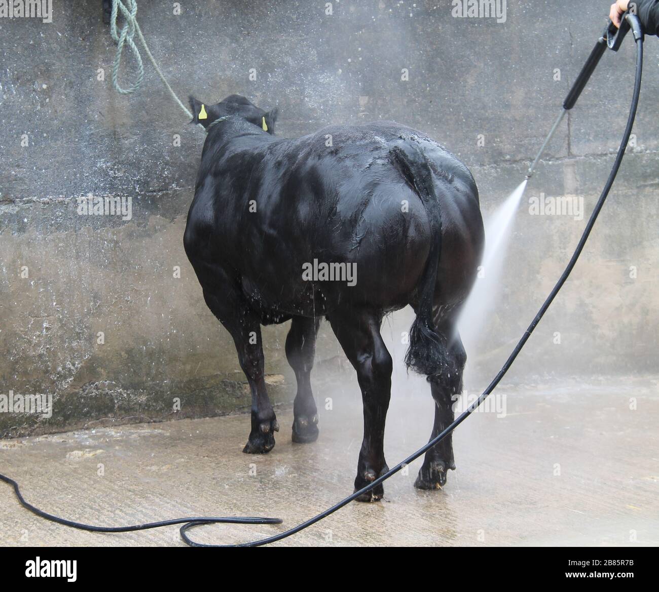 Champion Steer High Resolution Stock Photography and Images - Alamy