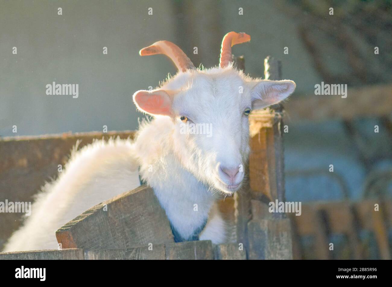 Goat breeding hi-res stock photography and images - Alamy