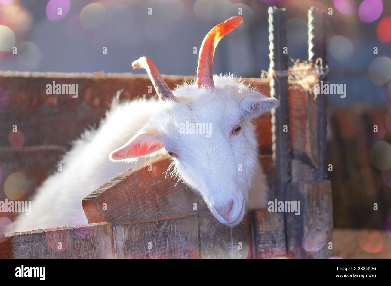 Domestic white goat breed for milk producer. Agriculture breeding goats ...