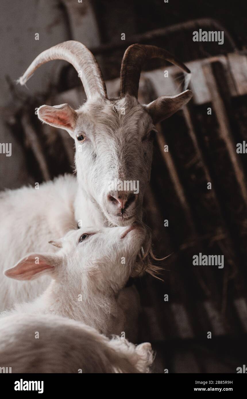 Domestic goat and cute baby goats in a cote. Adult and young goats in ...