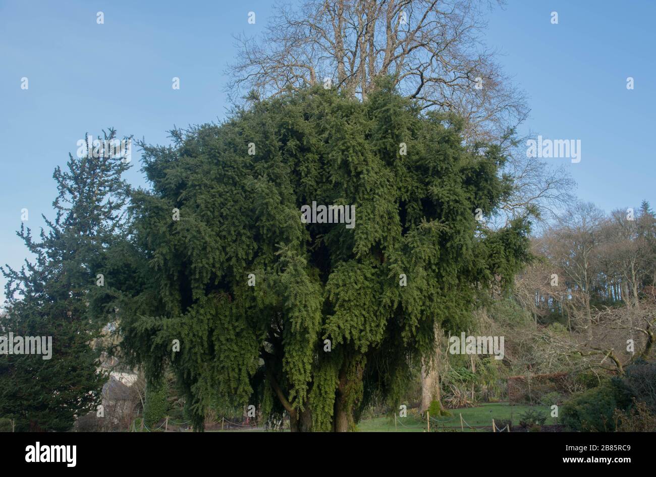 Winter Foliage of the Evergreen Weeping Totara Tree (Podocarpus totara ...
