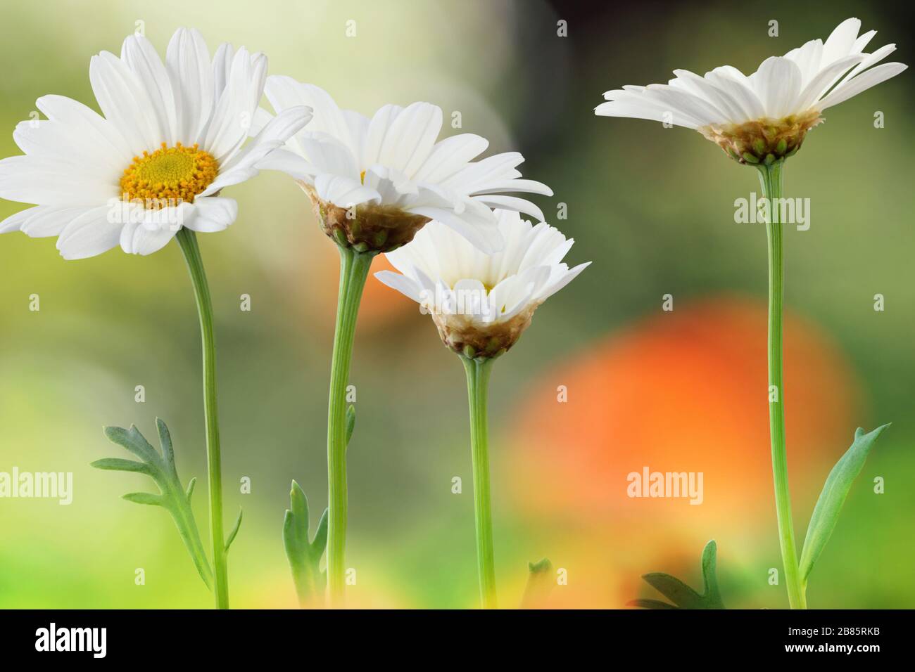 Margeriten bloom hi-res stock photography and images - Alamy