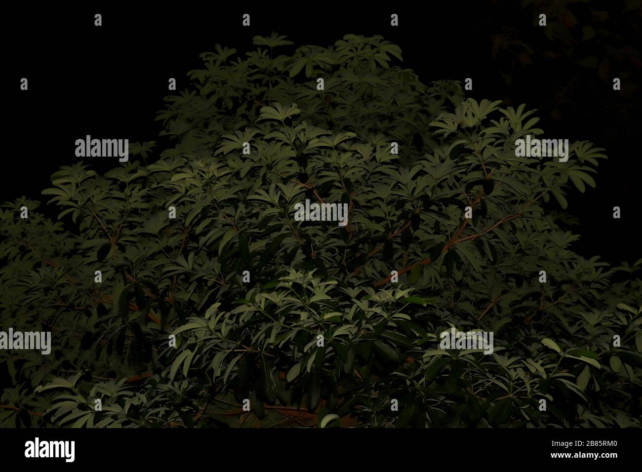 Bush Leaves Big Tree Night time scene, Leaves, Tree, Forest on black ...