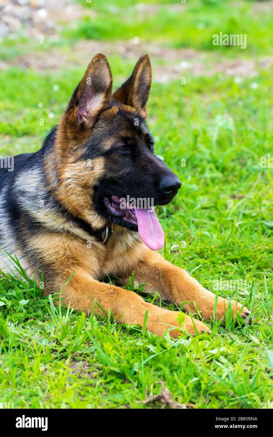 Portrait of a puppy of a german shepherd. Dog in the grass Stock Photo ...