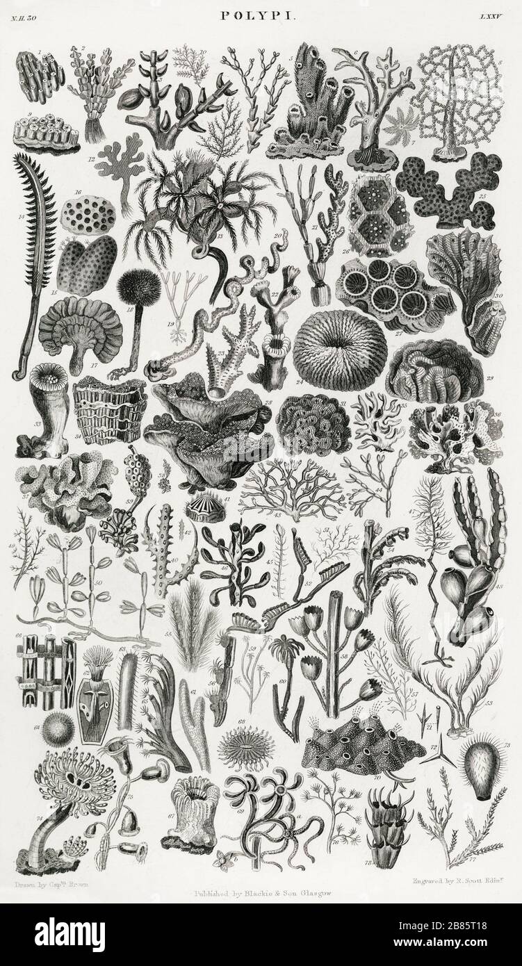 Polypi High Resolution Stock Photography and Images - Alamy