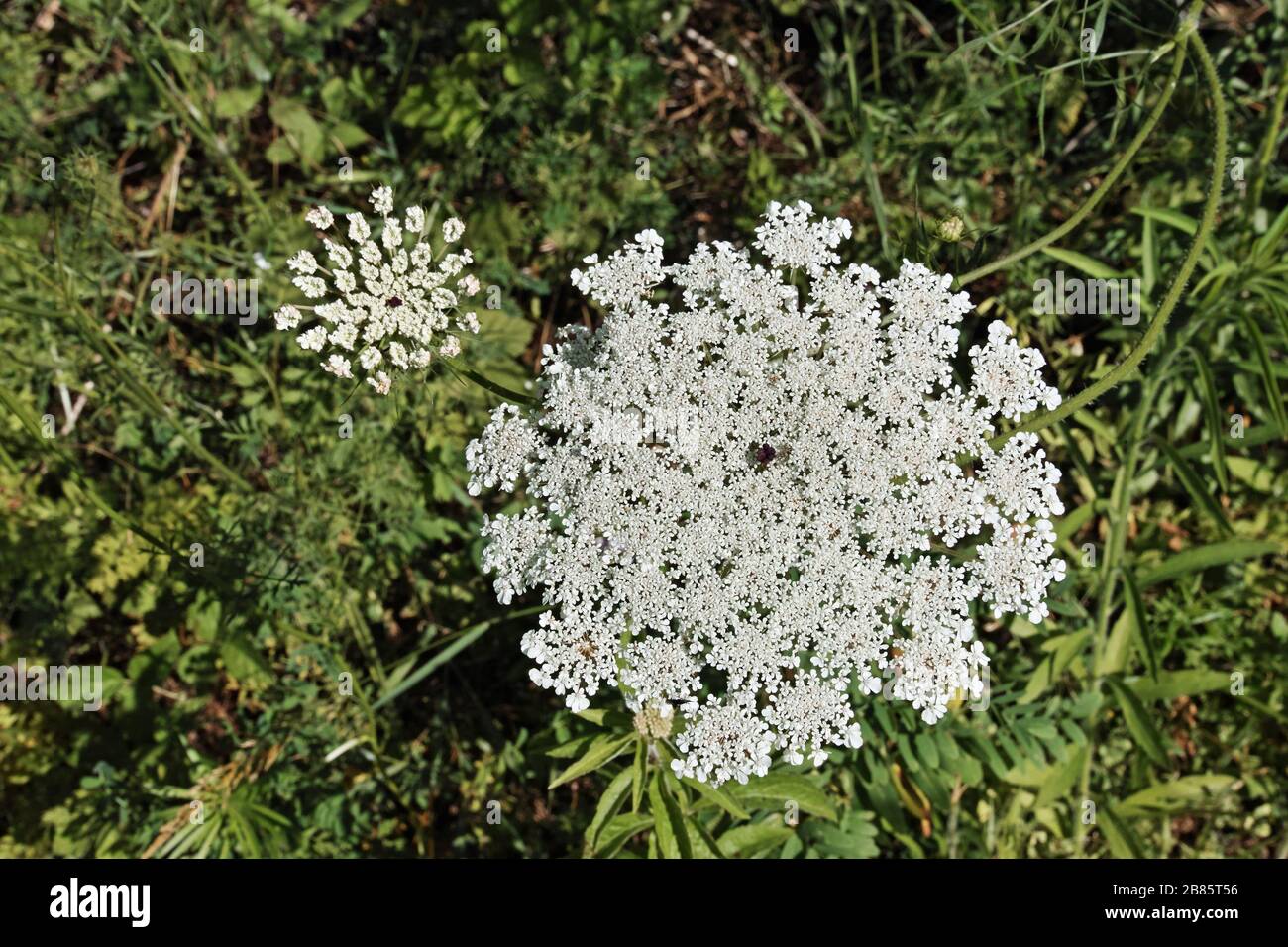 wild carrot plant in full blooming, Daucus carota Stock Photo - Alamy
