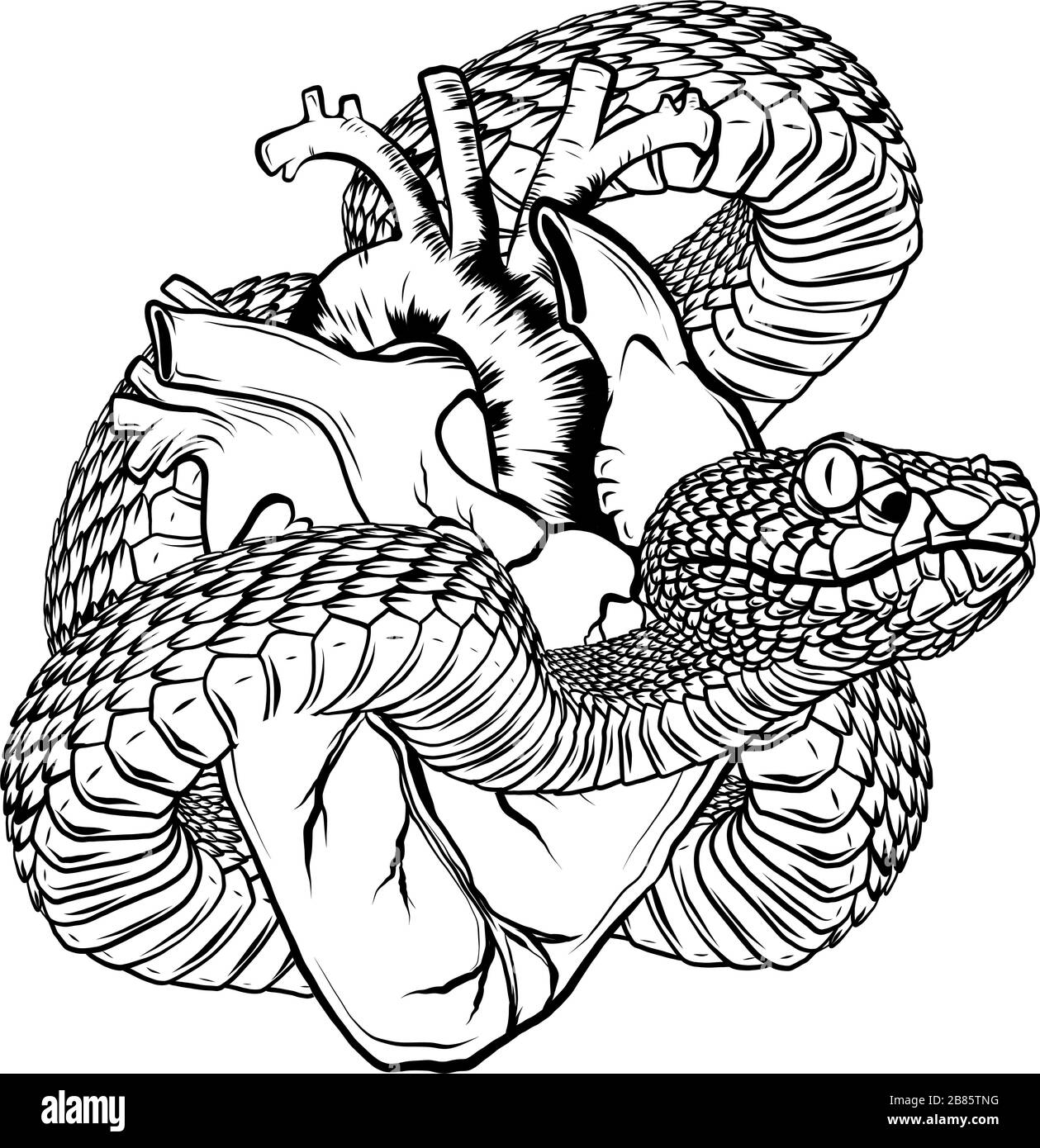 Anatomical drawing heart hi-res stock photography and images - Alamy