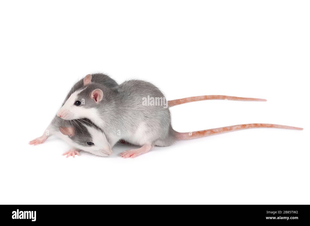 Two young gray rats isolated on white background. Rodent pets ...