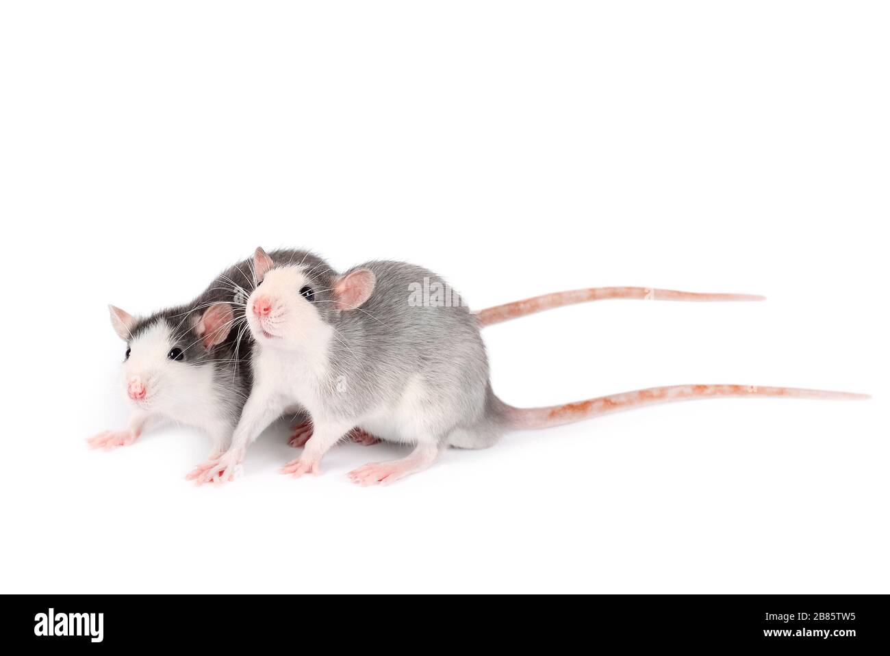Two young gray rats isolated on white background. Rodent pets ...