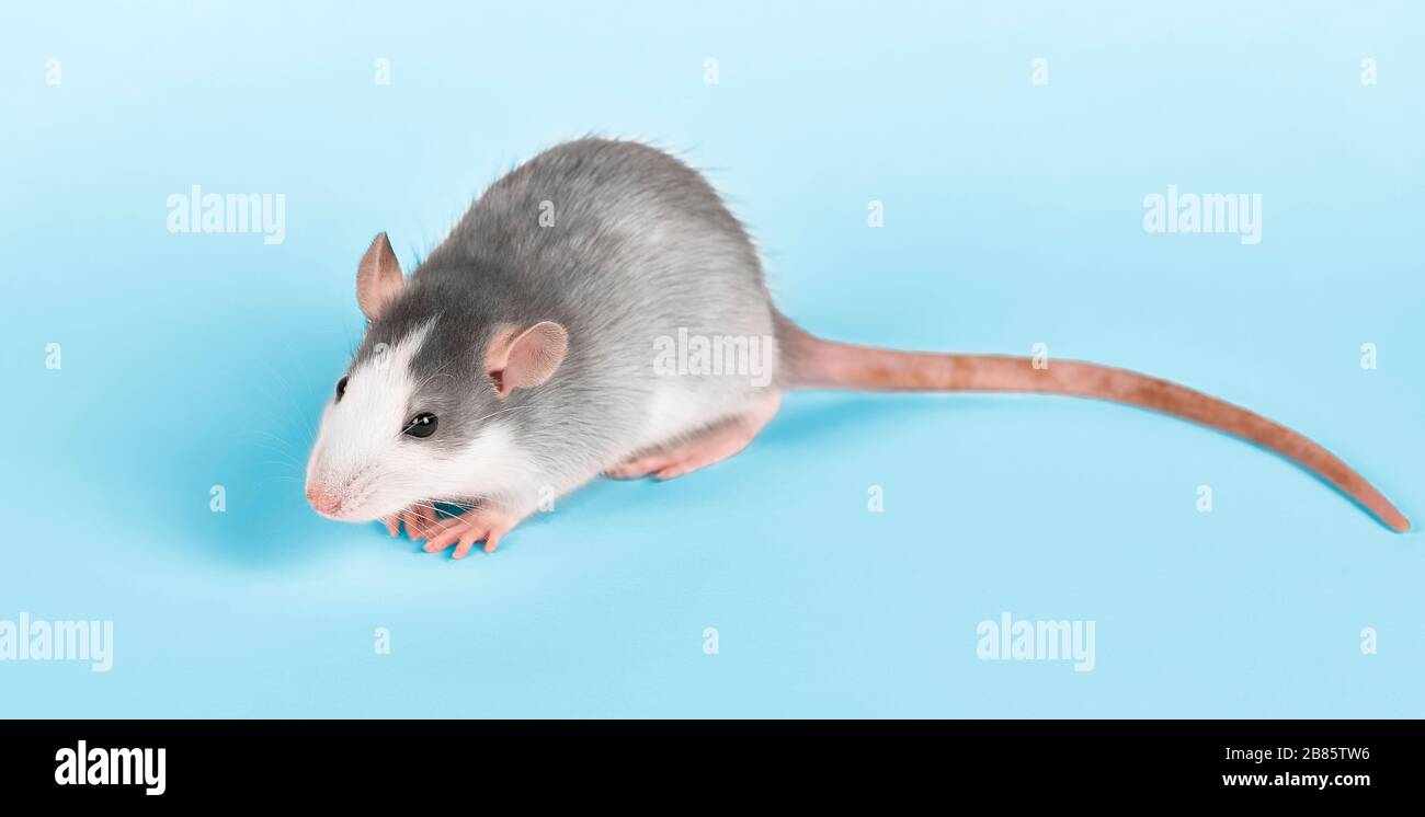 Funny young rat isolated on light blue background. Rodent pets ...
